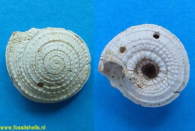 International Fossil Shell Museum - Foundation for the study of shells ...