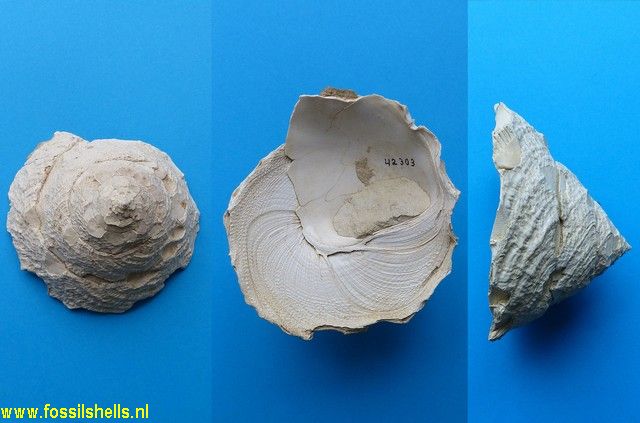 International Fossil Shell Museum - Foundation for the study of shells ...