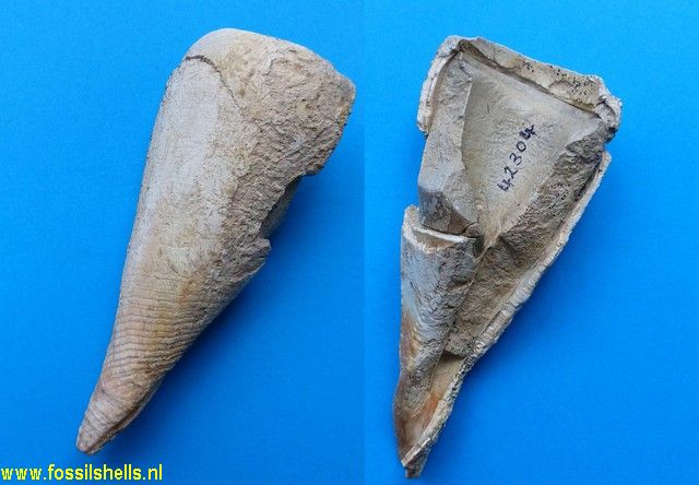 International Fossil Shell Museum - Foundation for the study of shells ...