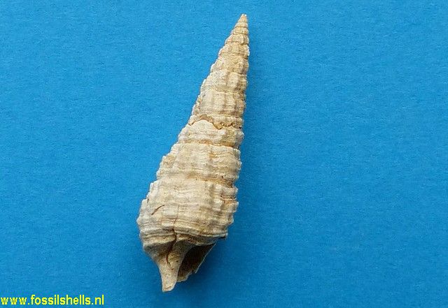 International Fossil Shell Museum - Foundation for the study of shells ...