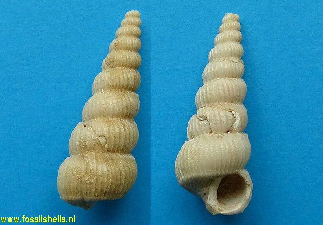 International Fossil Shell Museum - Foundation for the study of shells ...