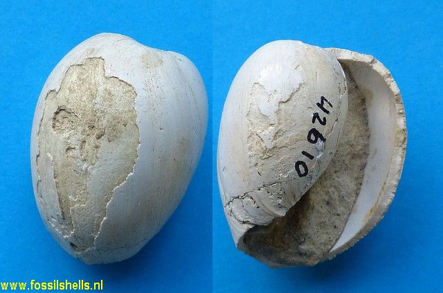 International Fossil Shell Museum - Foundation for the study of shells ...