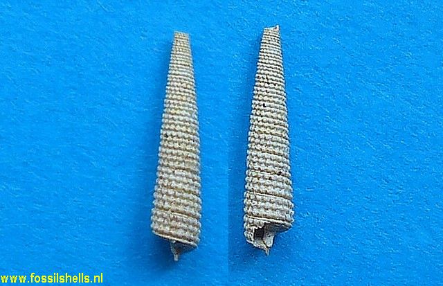 International Fossil Shell Museum - Foundation for the study of shells ...