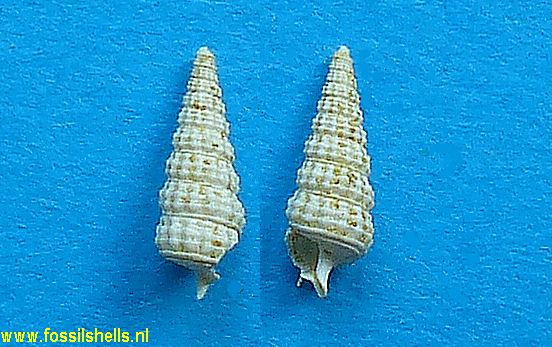 International Fossil Shell Museum - Foundation for the study of shells ...