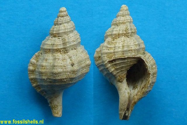 International Fossil Shell Museum - Foundation for the study of shells ...