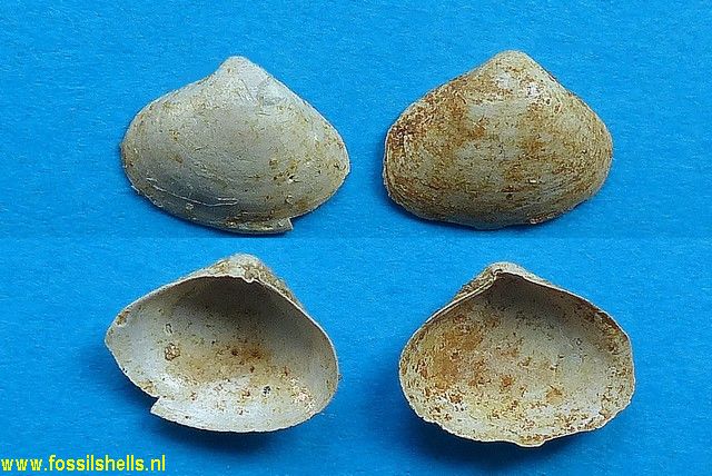 International Fossil Shell Museum - Foundation for the study of shells ...