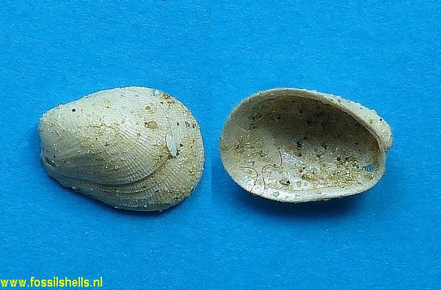 International Fossil Shell Museum - Foundation for the study of shells ...