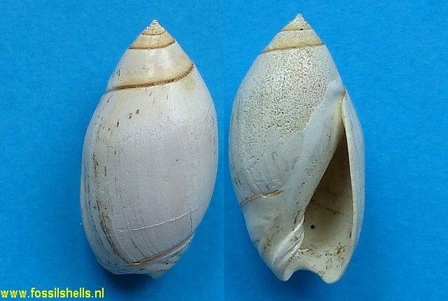 International Fossil Shell Museum - Foundation for the study of shells ...