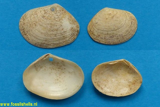 International Fossil Shell Museum - Foundation for the study of shells ...