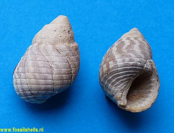 International Fossil Shell Museum - Foundation for the study of shells ...