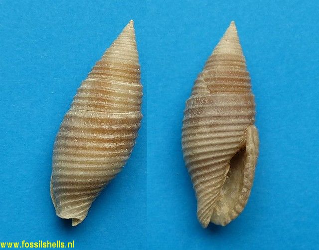 International Fossil Shell Museum - Foundation for the study of shells ...