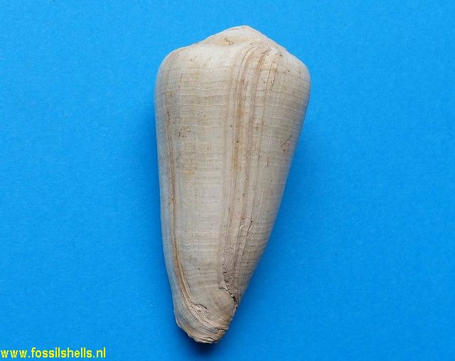 International Fossil Shell Museum - Foundation for the study of shells ...