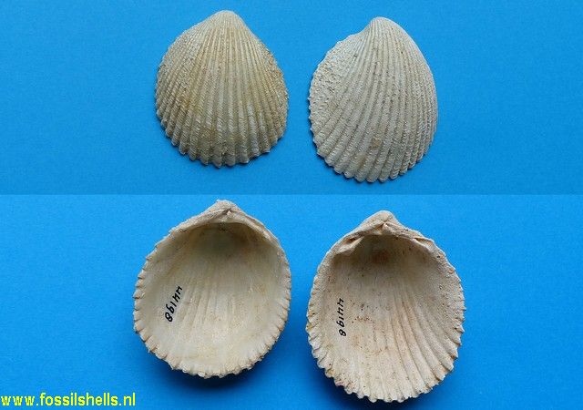 International Fossil Shell Museum - Foundation for the study of shells ...