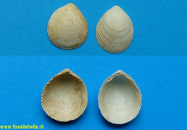 International Fossil Shell Museum - Foundation for the study of shells ...