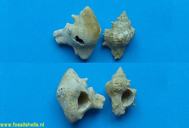 International Fossil Shell Museum - Foundation for the study of shells ...