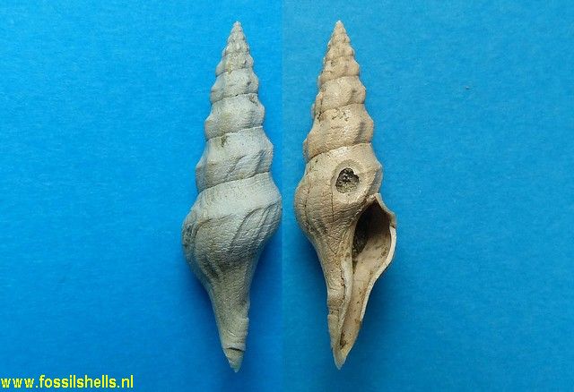 International Fossil Shell Museum - Foundation for the study of shells ...