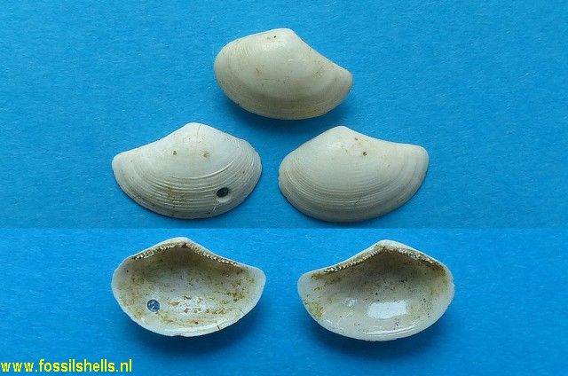 International Fossil Shell Museum - Foundation for the study of shells ...