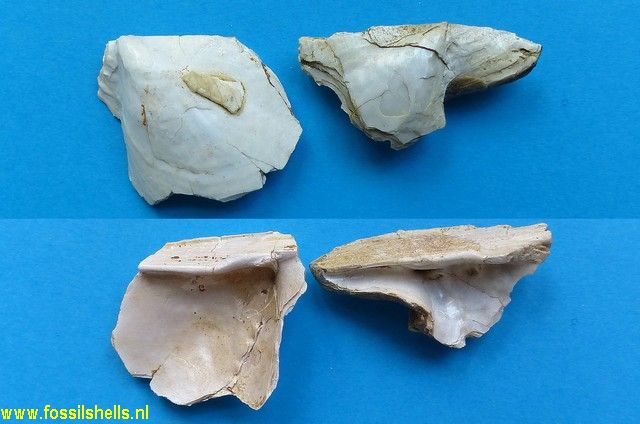 International Fossil Shell Museum - Foundation for the study of shells ...