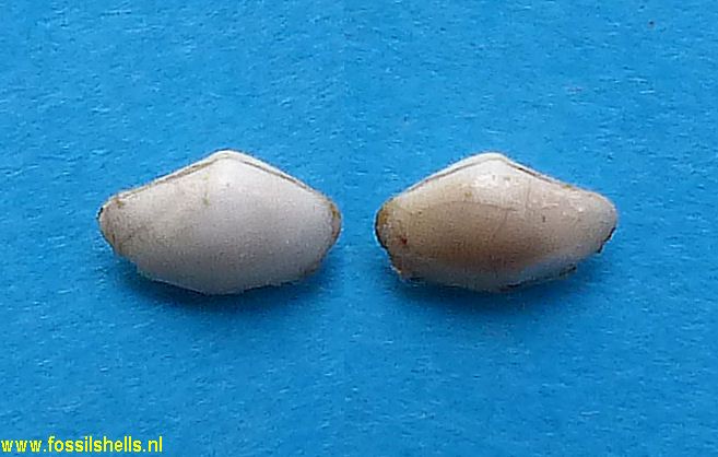 International Fossil Shell Museum - Foundation for the study of shells ...