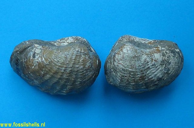 International Fossil Shell Museum - Foundation for the study of shells ...
