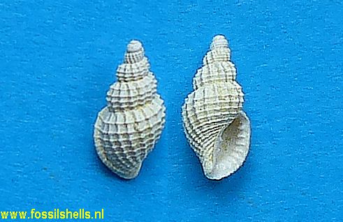 International Fossil Shell Museum - Foundation for the study of shells ...