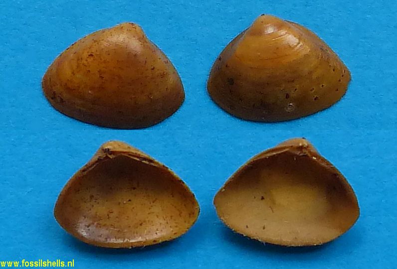 International Fossil Shell Museum - Foundation for the study of shells ...