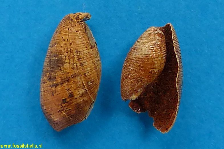 International Fossil Shell Museum - Foundation for the study of shells ...