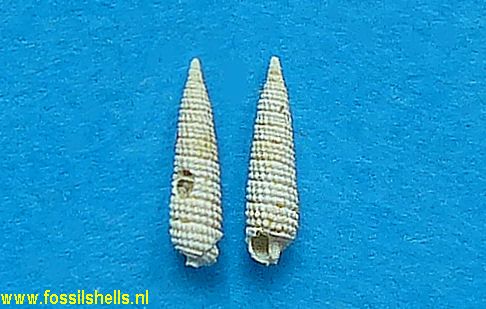 International Fossil Shell Museum - Foundation for the study of shells ...