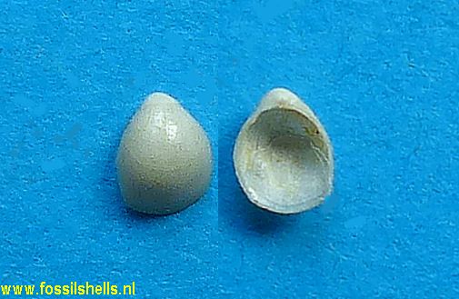 International Fossil Shell Museum - Foundation for the study of shells ...