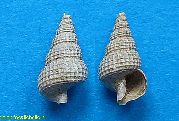 International Fossil Shell Museum - Foundation for the study of shells ...