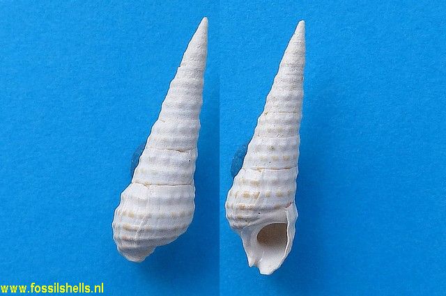 International Fossil Shell Museum - Foundation for the study of shells ...