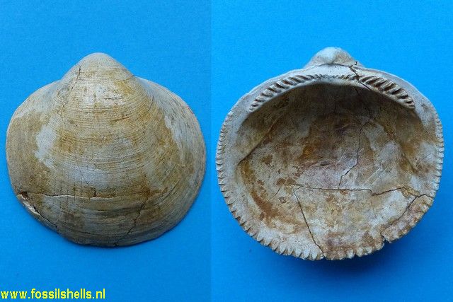 International Fossil Shell Museum - Foundation for the study of shells ...