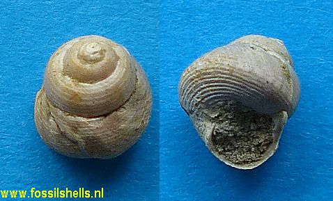 International Fossil Shell Museum - Foundation for the study of shells ...