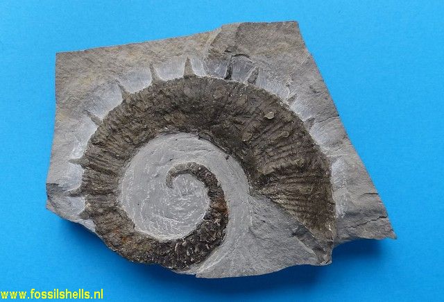 International Fossil Shell Museum - Foundation for the study of shells ...