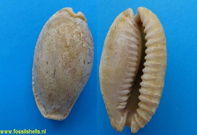 International Fossil Shell Museum - Foundation for the study of shells ...