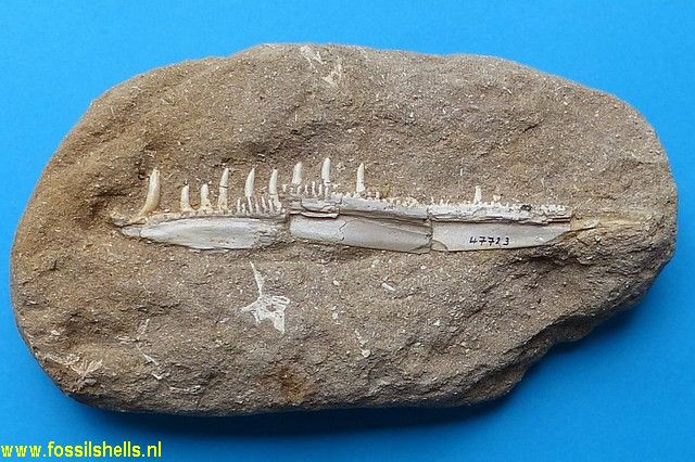 International Fossil Shell Museum - Foundation for the study of shells ...