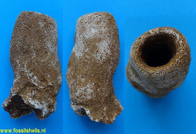 International Fossil Shell Museum - Foundation for the study of shells ...