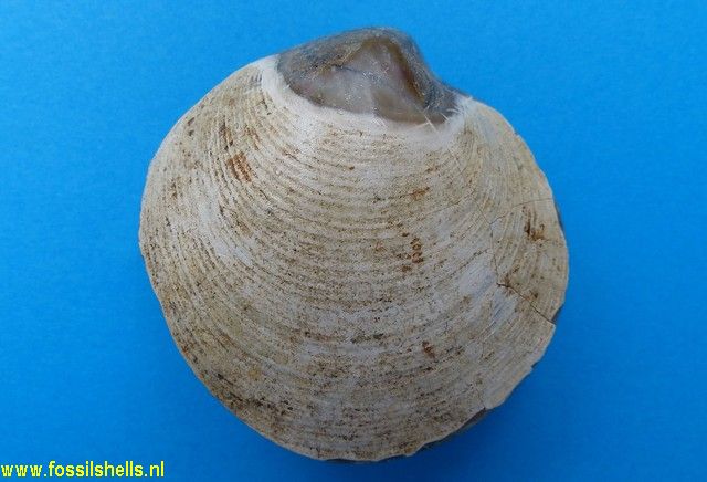 International Fossil Shell Museum - Foundation for the study of shells ...