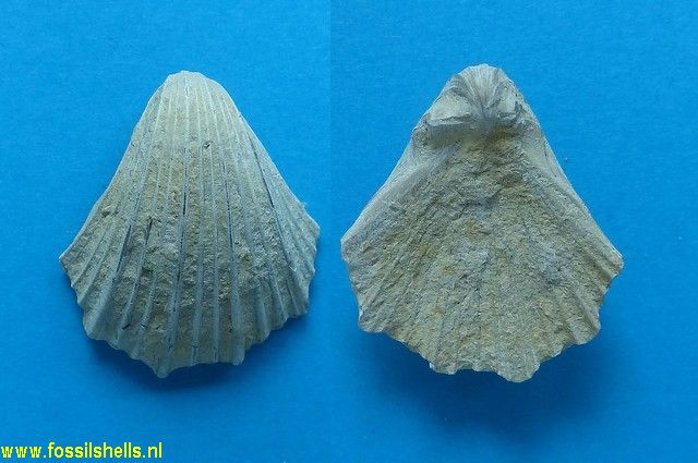 International Fossil Shell Museum - Foundation for the study of shells ...