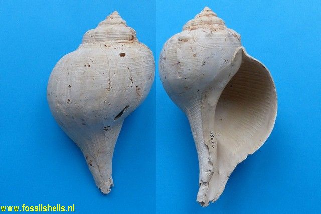 International Fossil Shell Museum - Foundation for the study of shells ...