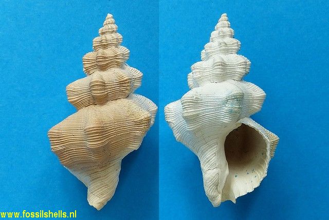 International Fossil Shell Museum - Foundation for the study of shells ...