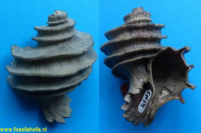 International Fossil Shell Museum - Foundation for the study of shells ...