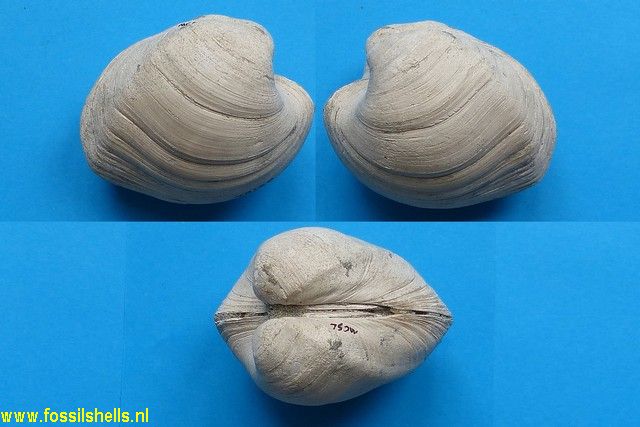 International Fossil Shell Museum - Foundation for the study of shells ...