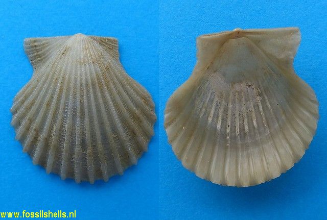 International Fossil Shell Museum - Foundation for the study of shells ...