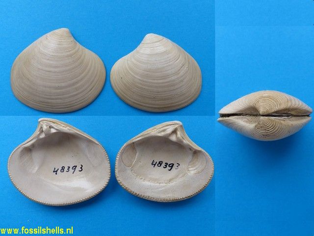 International Fossil Shell Museum - Foundation for the study of shells ...
