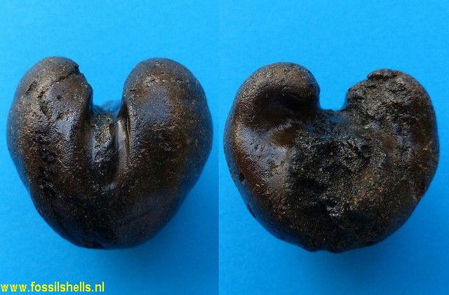 International Fossil Shell Museum - Foundation for the study of shells ...