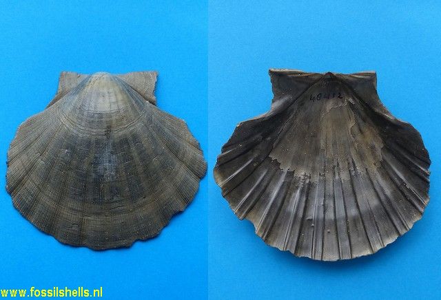 International Fossil Shell Museum - Foundation for the study of shells ...