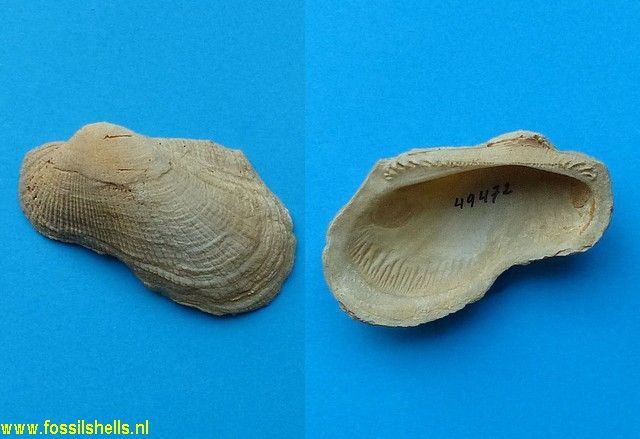 International Fossil Shell Museum - Foundation for the study of shells, fossil and recent