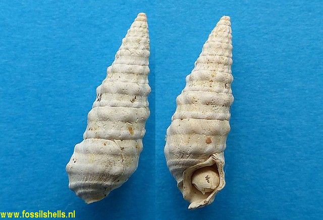 International Fossil Shell Museum - Foundation for the study of shells ...