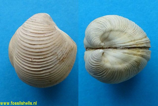International Fossil Shell Museum - Foundation for the study of shells ...